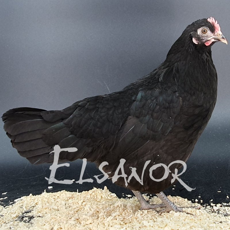 Elsanor, Elevage sélectionneur de poules pondeuses de races