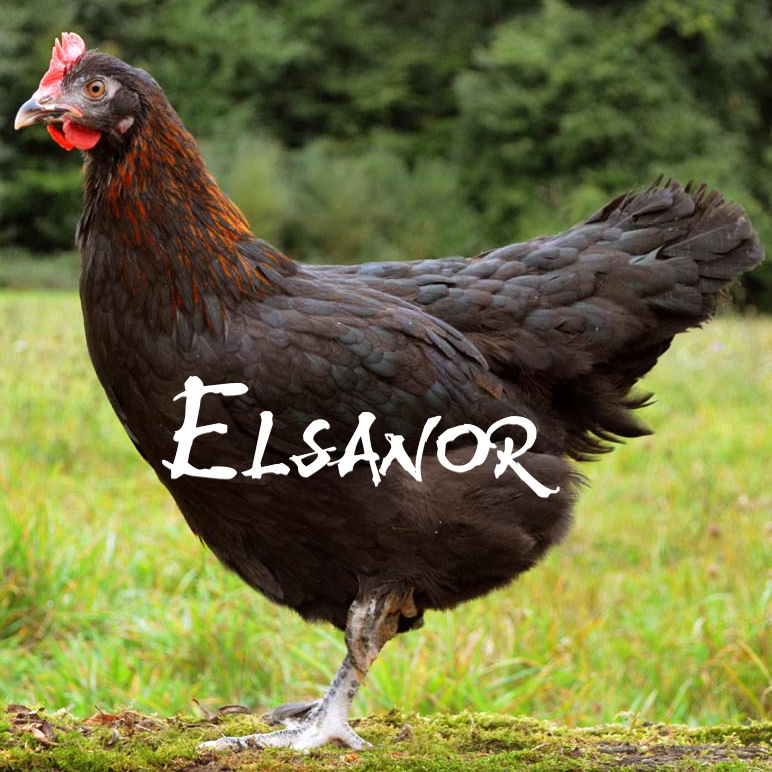 Elsanor, Elevage sélectionneur de poules pondeuses de races