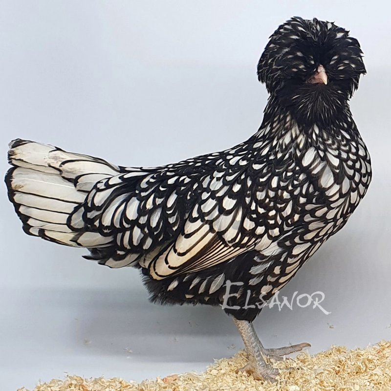 Elsanor, Elevage sélectionneur de poules pondeuses de races